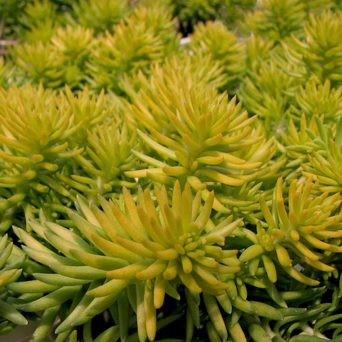 Golden Sedum | PlantsExpress.com