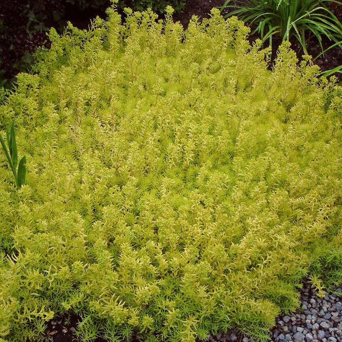 Golden Sedum (Sedum rupestre 'Angelina') – Plants Express