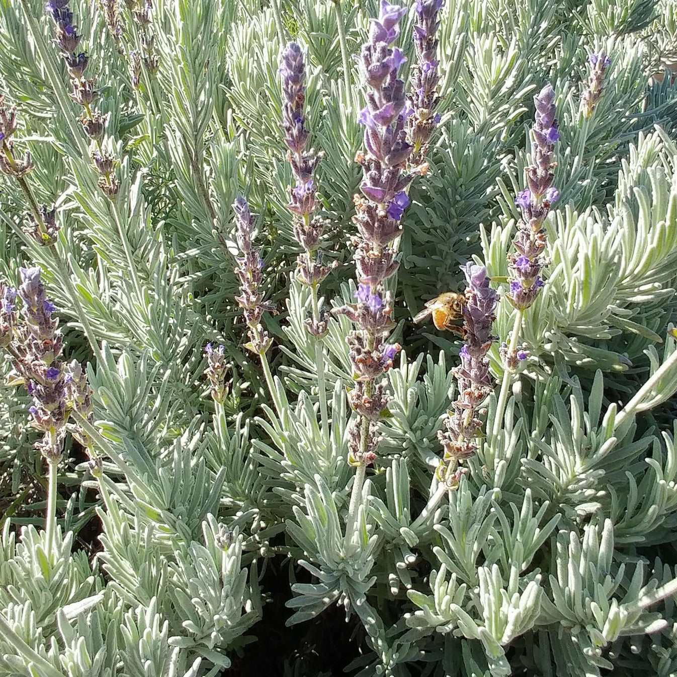 Goodwin Creek Gray Lavender | Plants Express