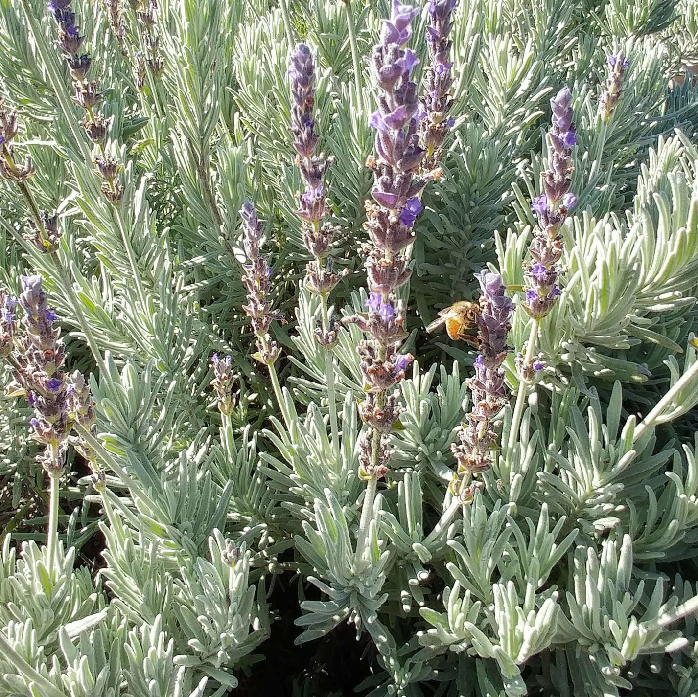Goodwin Creek Gray Lavender | Plants Express