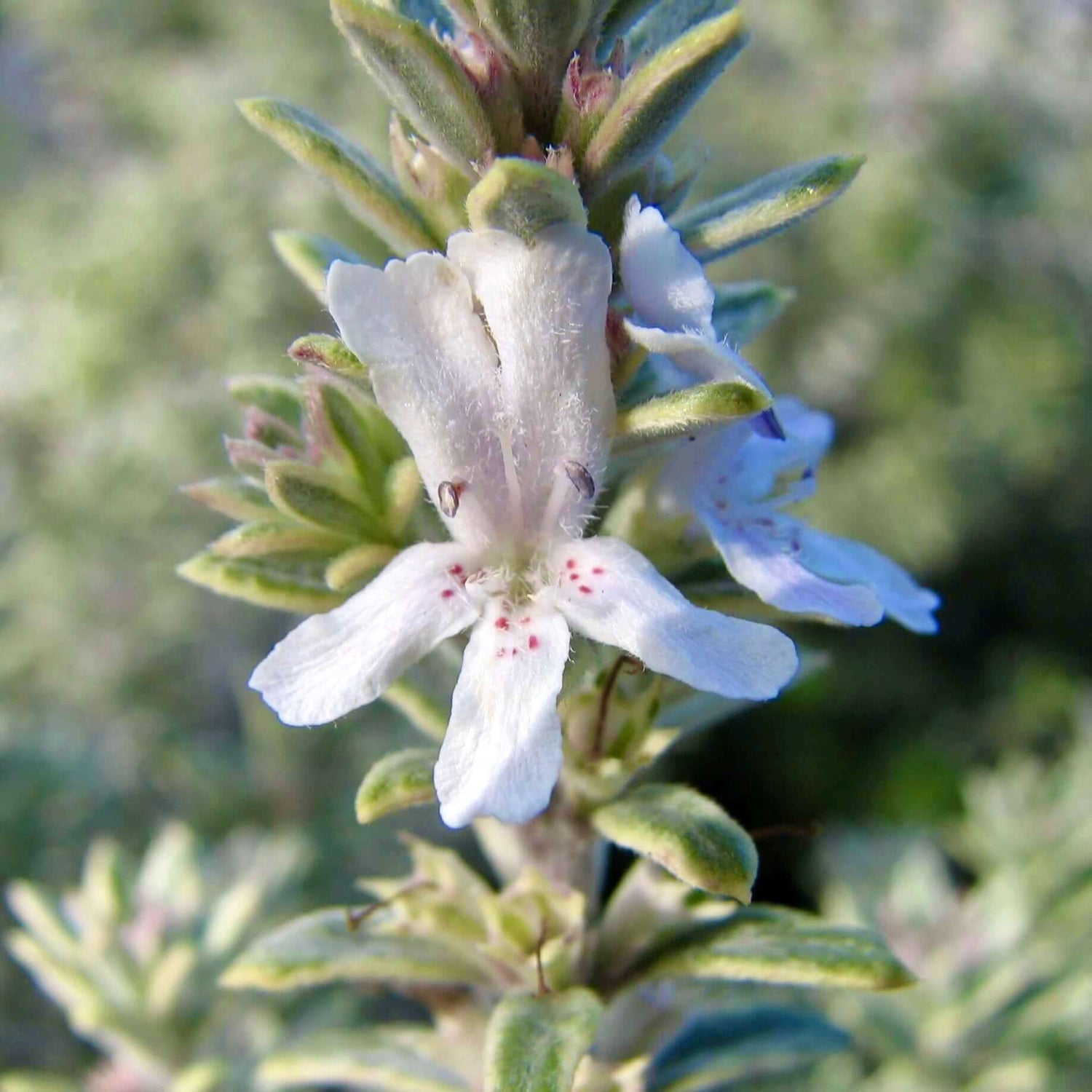 Westringia fruticosa 'Smokey' (Smokey Coast Rosemary) – Plants Express