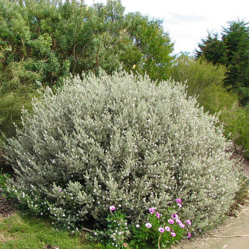 Westringia fruticosa 'Smokey' (Smokey Coast Rosemary) – Plants Express