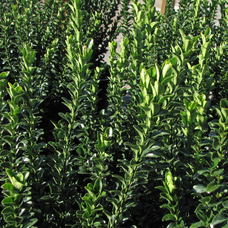 Green Spire Euonymus (Euonymus japonicus 'Green Spire') – Plants Express