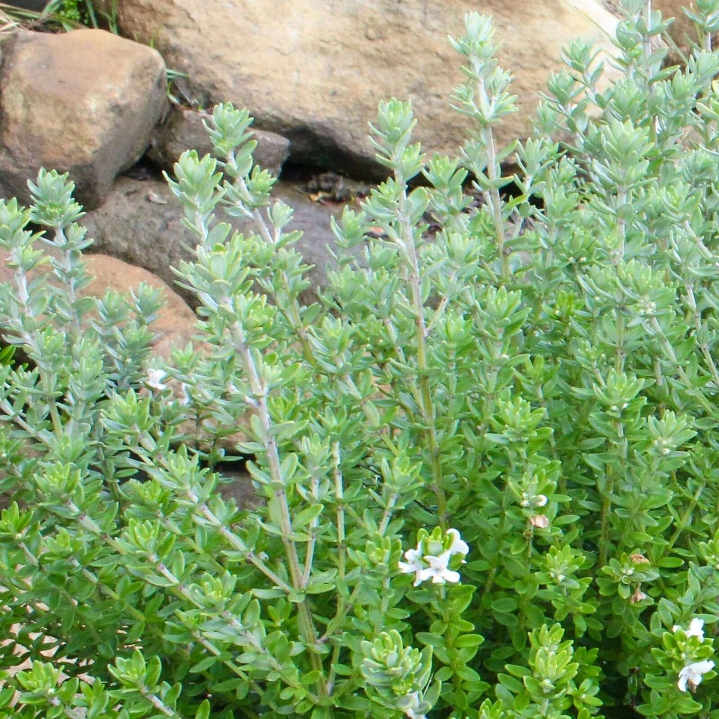 Grey Box Dwarf Coast Rosemary | Plants Express