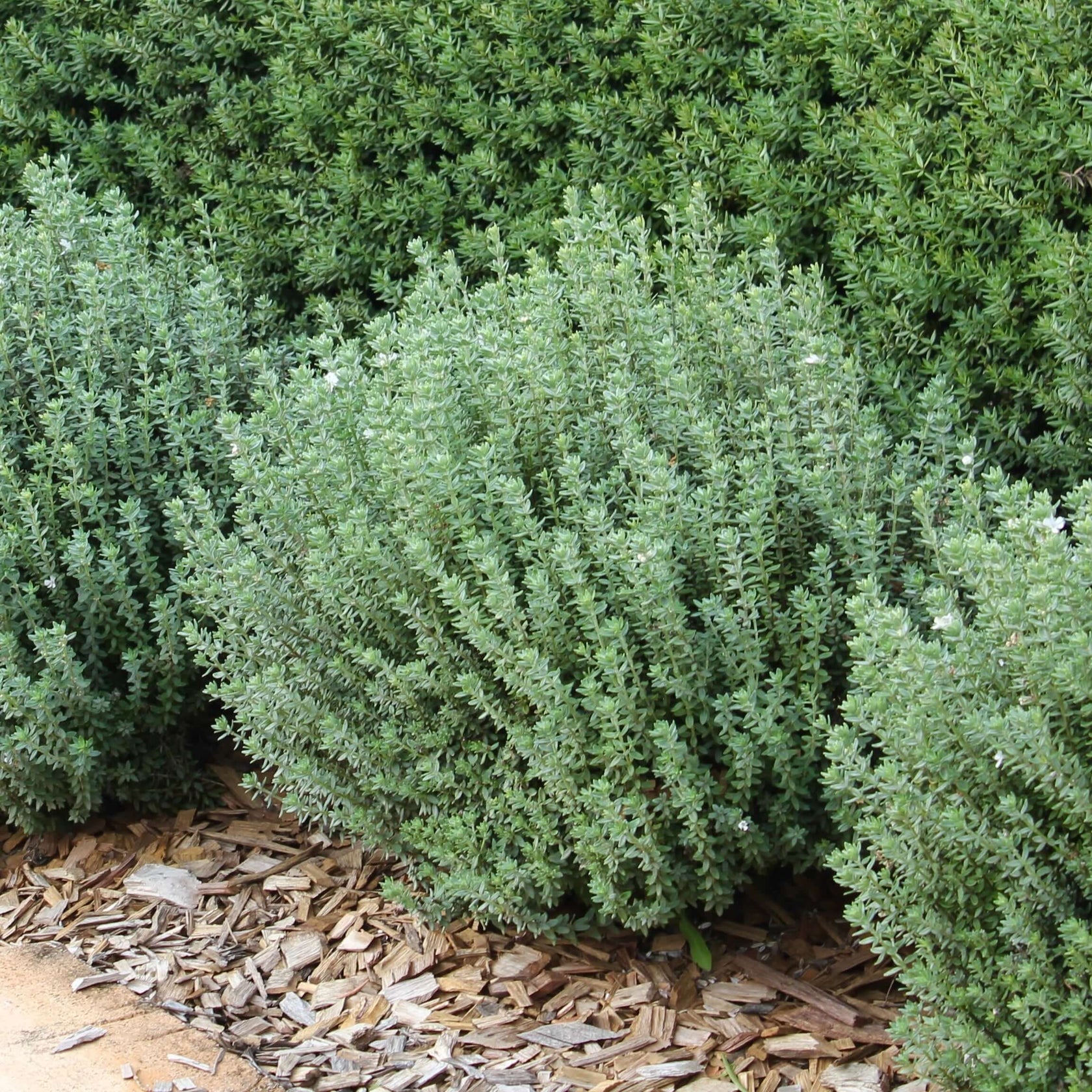 Grey Box Dwarf Coast Rosemary | Plants Express