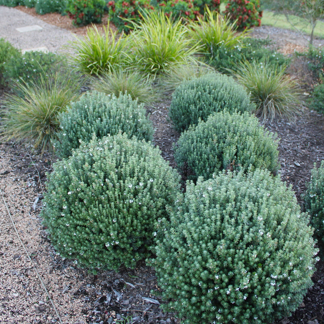 Grey Box Dwarf Coast Rosemary | Plants Express
