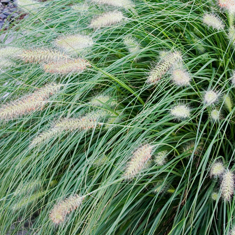 Fountain GrassFountain Grass | Ornamental Grasses for Landscapes ...