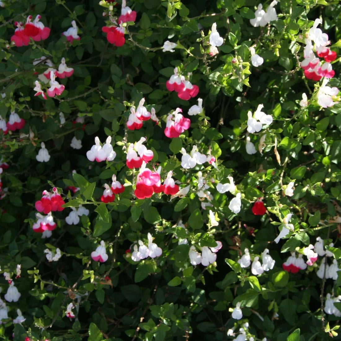 Hot Lips Sage | Plants Express
