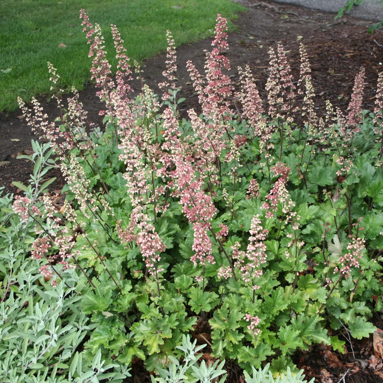 Heuchera maxima (Island Alum Root) – Plants Express