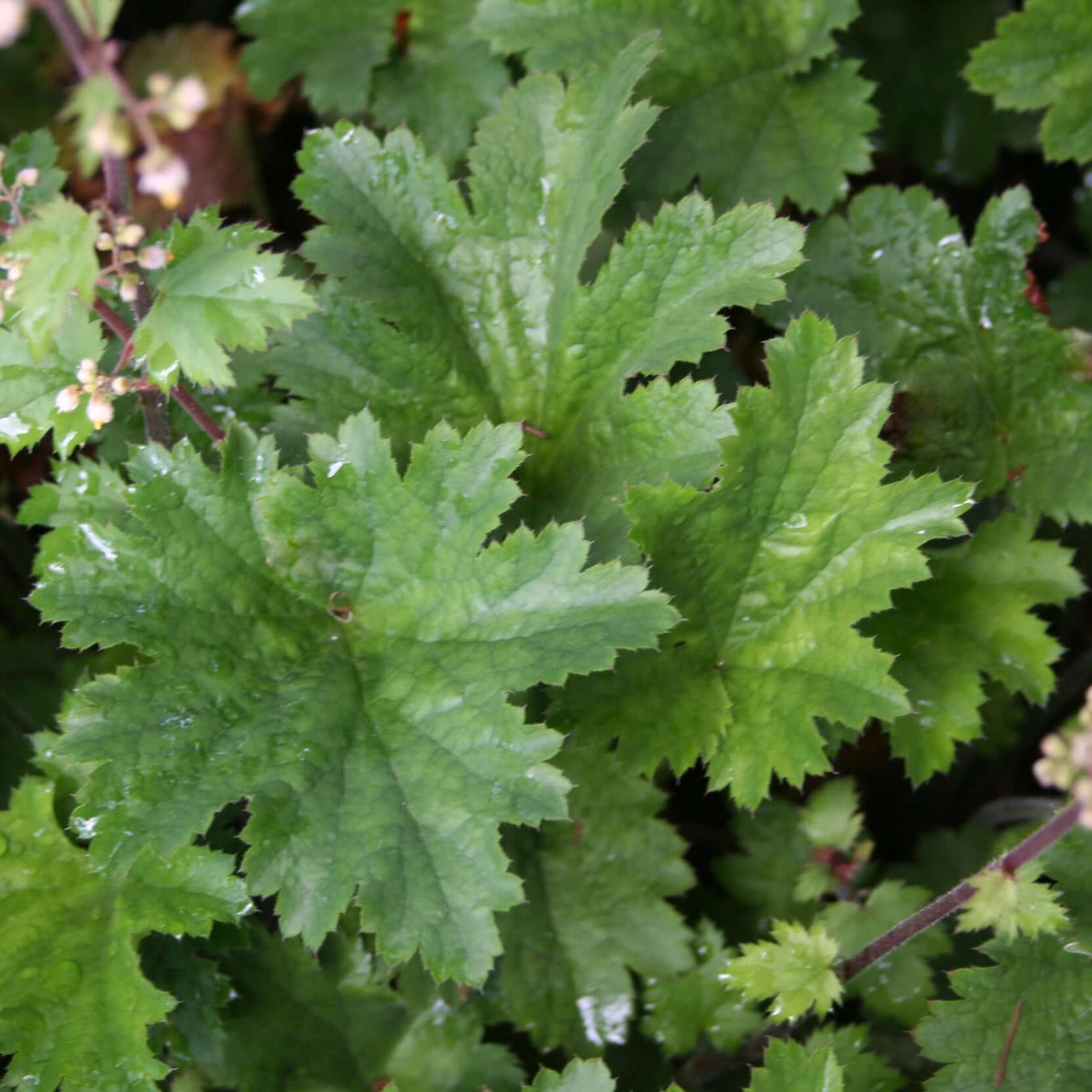 Heuchera maxima (Island Alum Root) – Plants Express