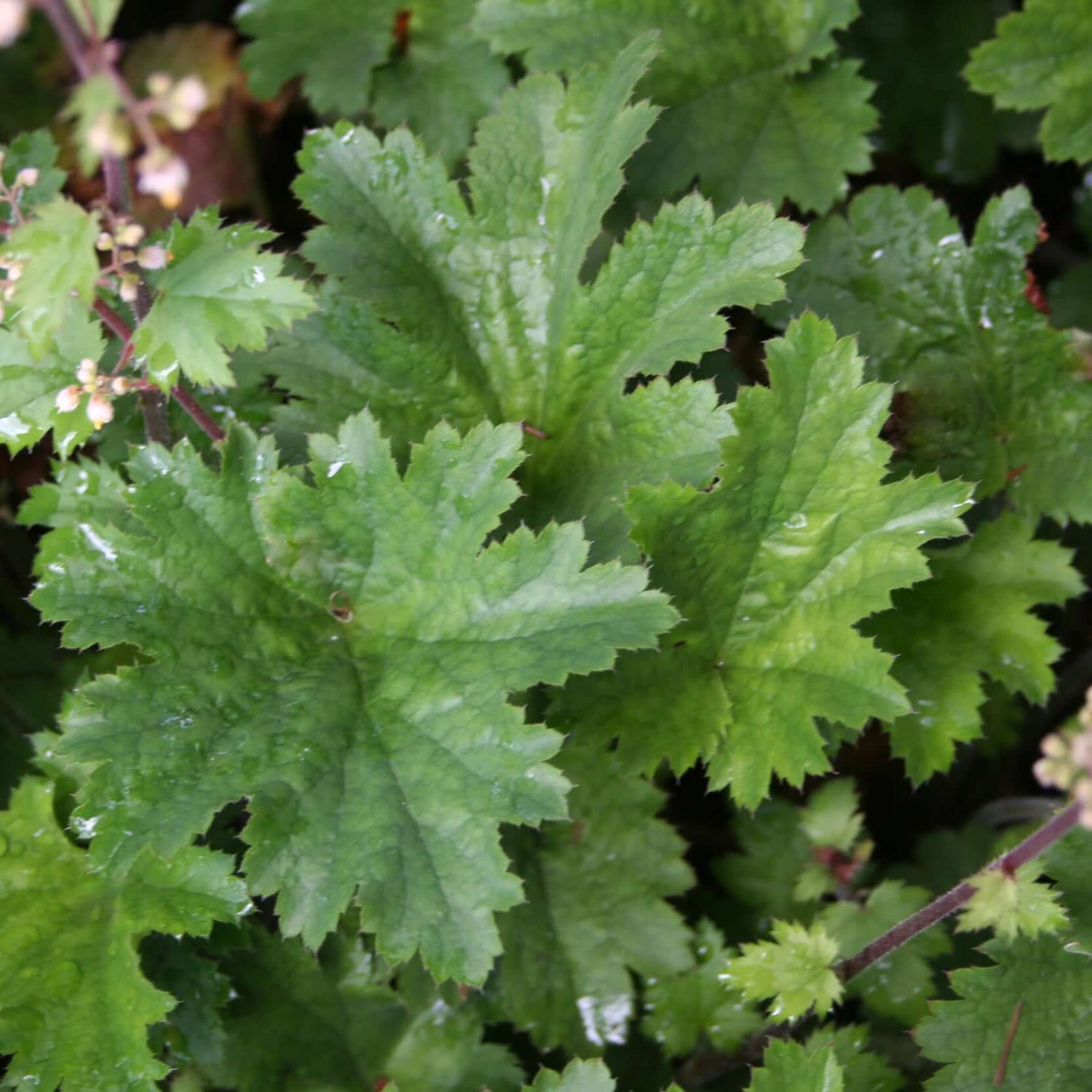 Heuchera maxima (Island Alum Root) – Plants Express