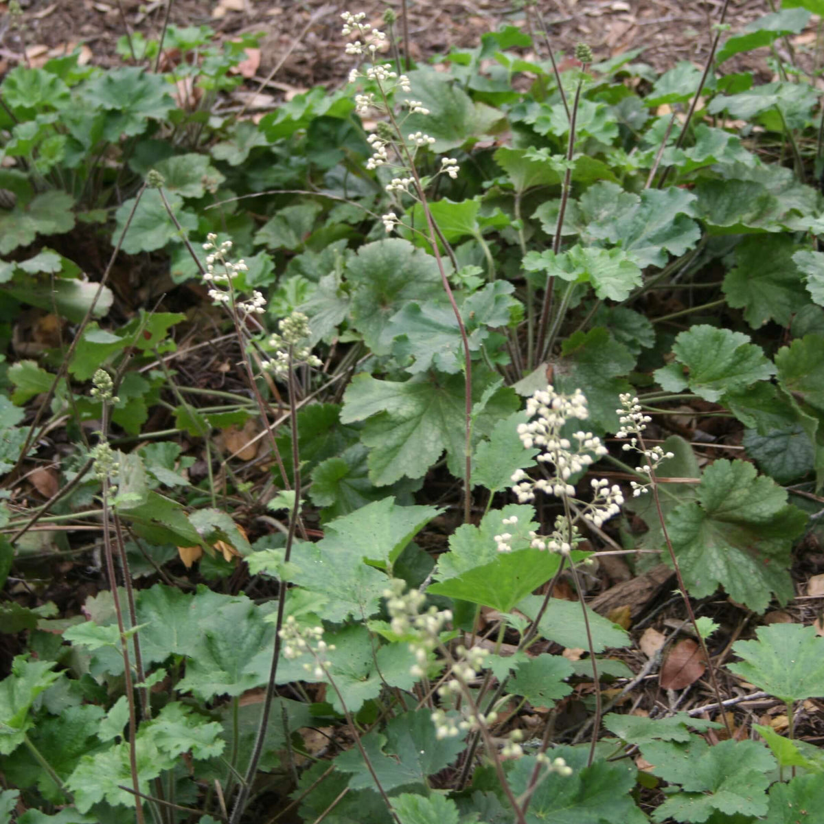 Heuchera maxima (Island Alum Root) – Plants Express
