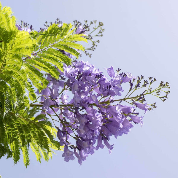 Jacaranda Multi Tree | Plants Express
