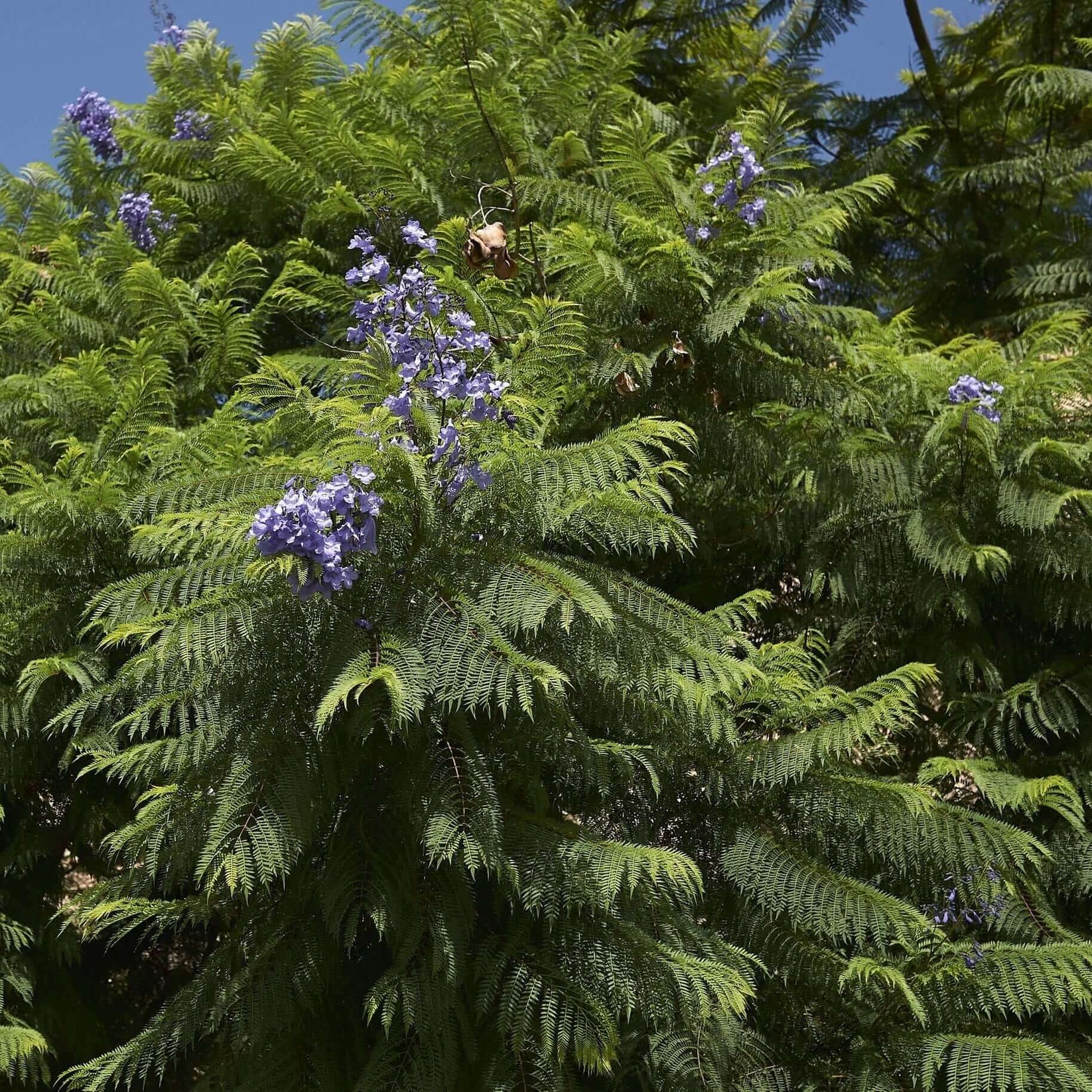Jacaranda Multi Tree | Plants Express