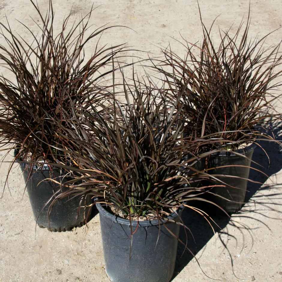 Maori Queen New Zealand Flax | Plants Express