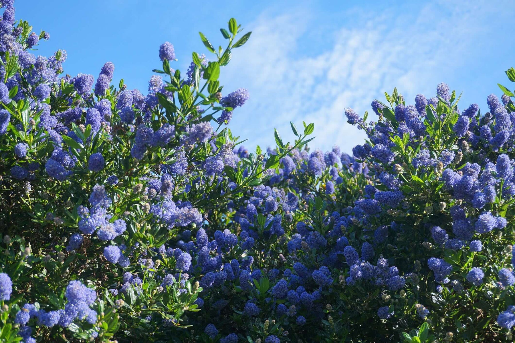 Ceanothus 'Julia Phelps' - California Lilac – Plants Express