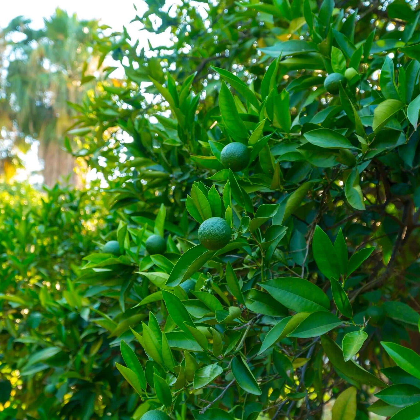 Key Lime Tree | Plants Express
