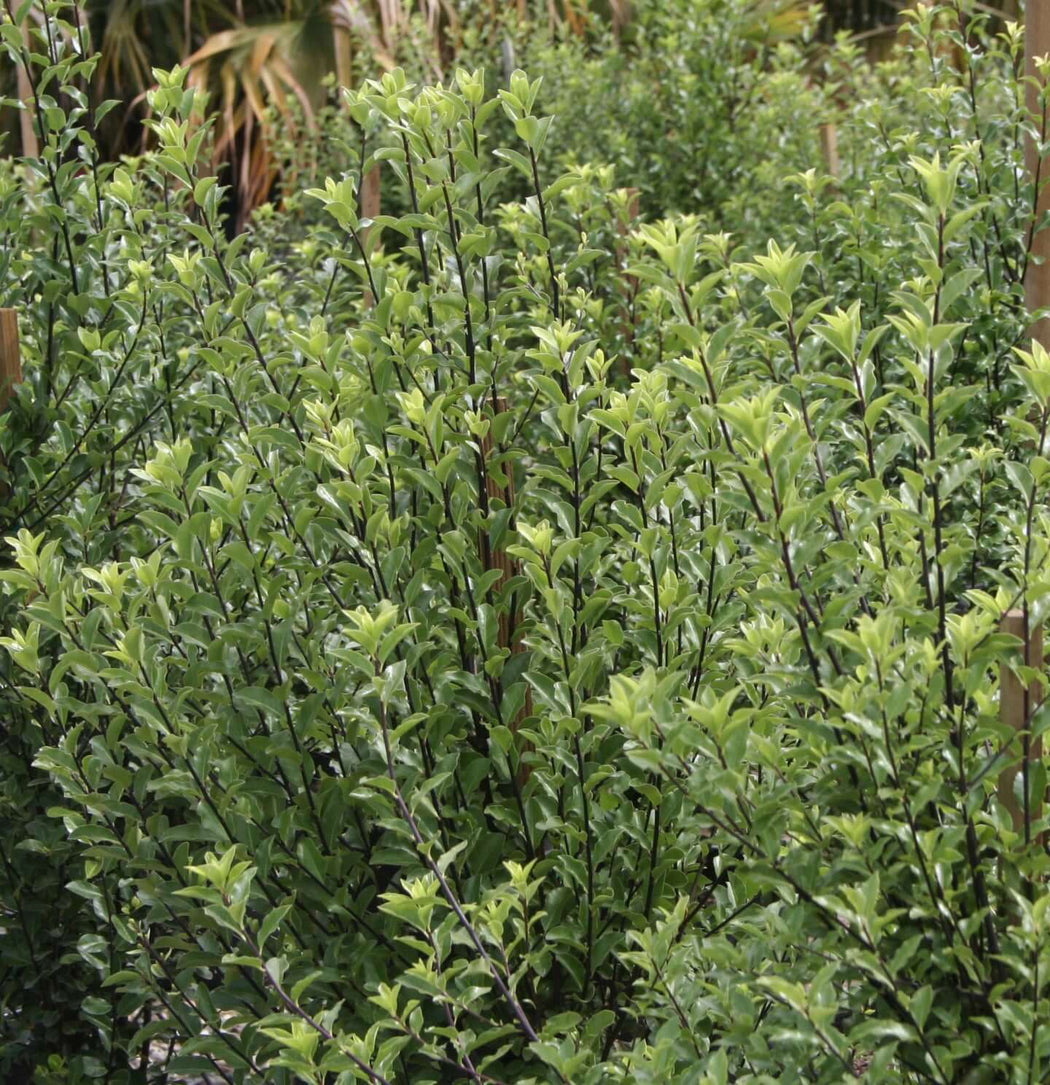 Large Trees for Sale | 5–10 ft 25-Gallon Trees - Plants Express