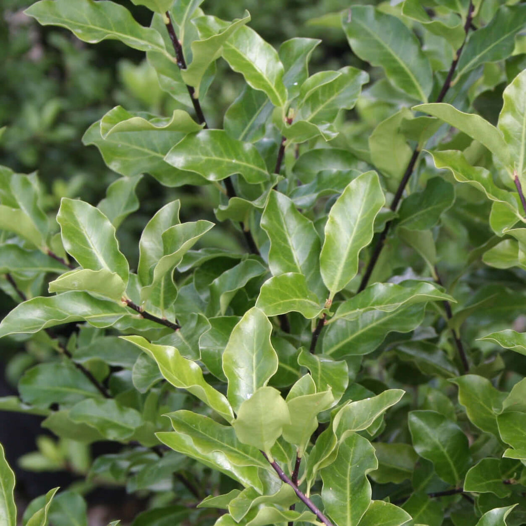 Large Trees for Sale | 5–10 ft 25-Gallon Trees - Plants Express