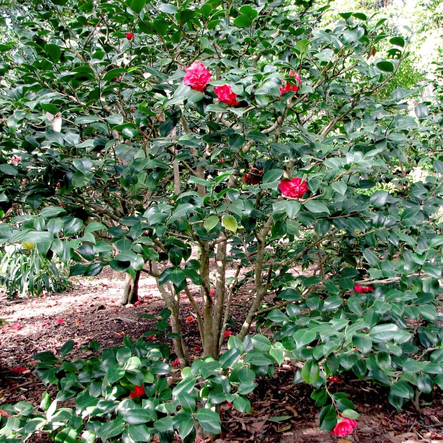 Kramer's Supreme Camellia | Plants Express