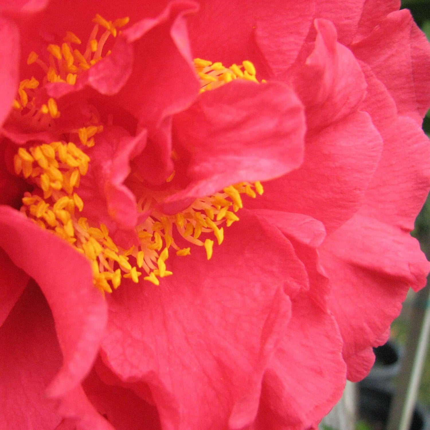 Kramer's Supreme Camellia | Plants Express
