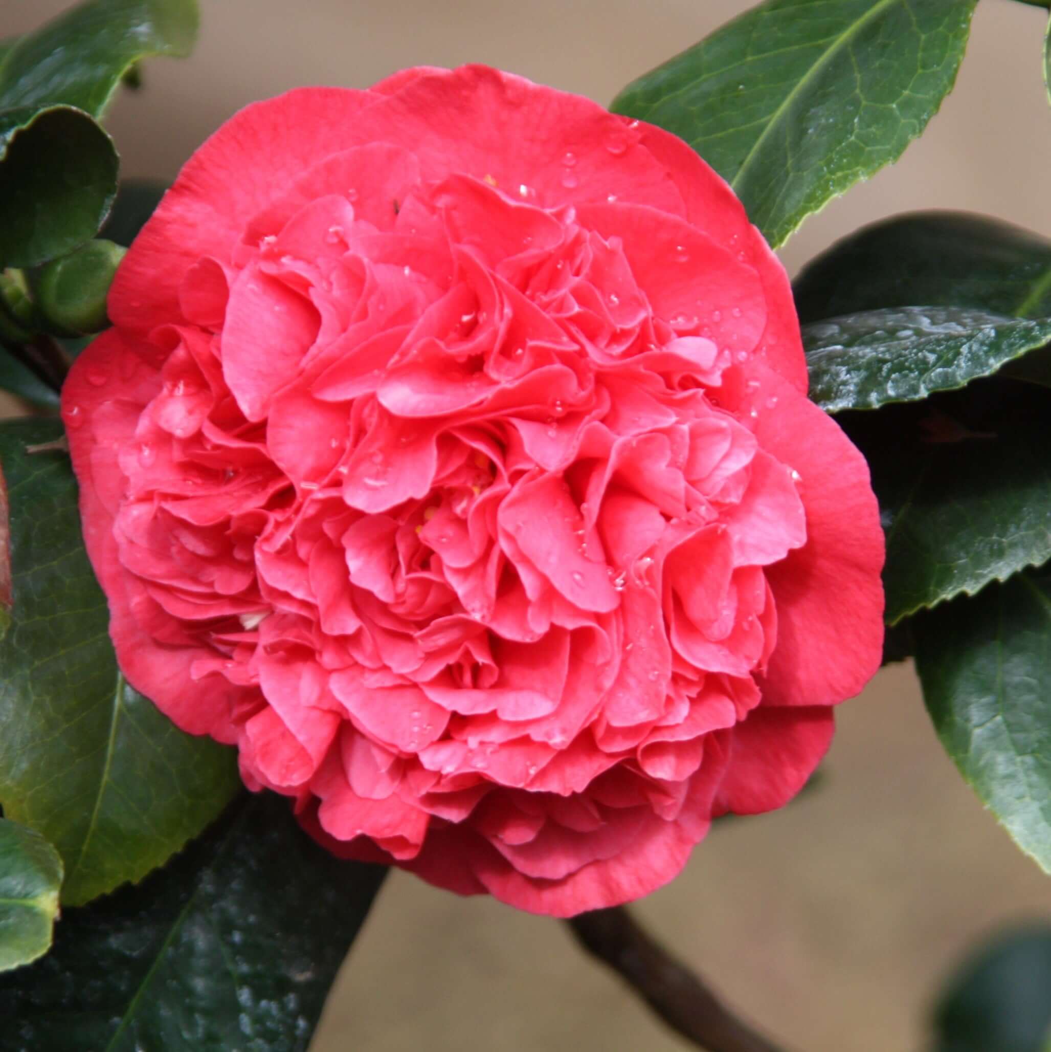 Kramer's Supreme Camellia | Plants Express