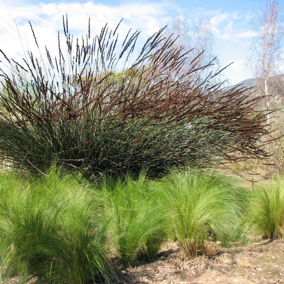 Large Cape Rush | Plants Express