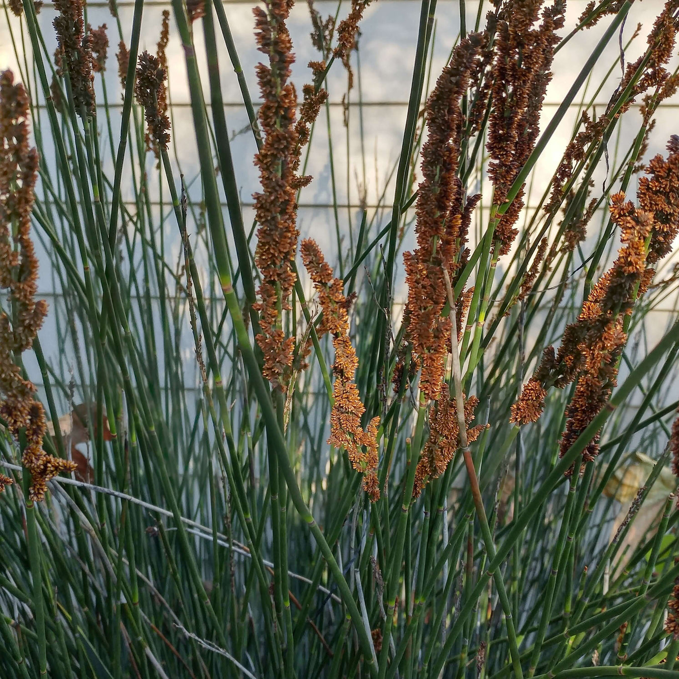 Large Cape Rush (Chondropetalum elephantinum) – Plants Express