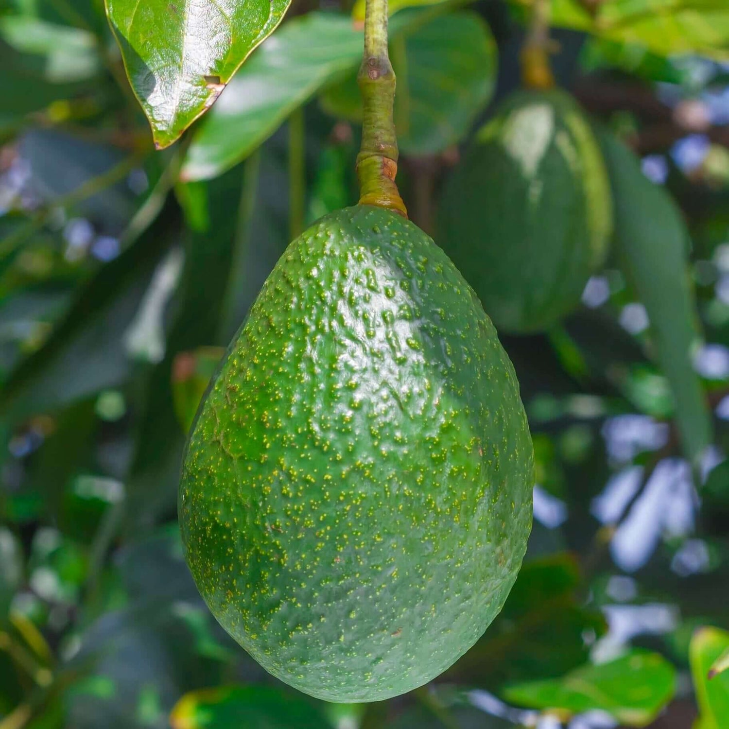 Little Cado Avocado Tree for Sale | Plants Express