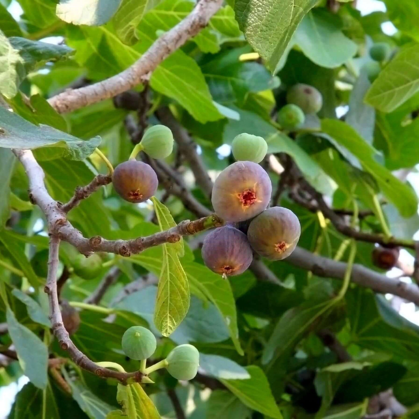 Little Miss Figgy Tree (Ficus carica 'Little Miss Figgy') – Plants Express