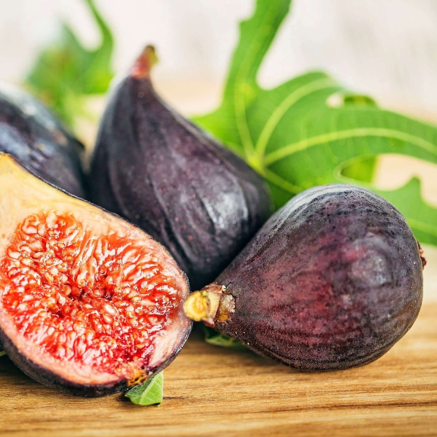 Little Miss Figgy Tree | Plants Express