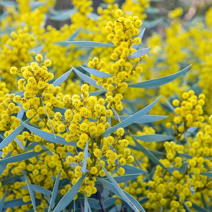 Groundcover Shrubs at PlantsExpress.com