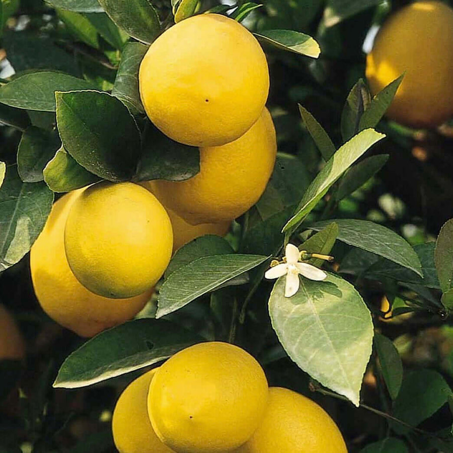 Citrus & Fruit Trees for Sale | PlantsExpress.com – Plants Express