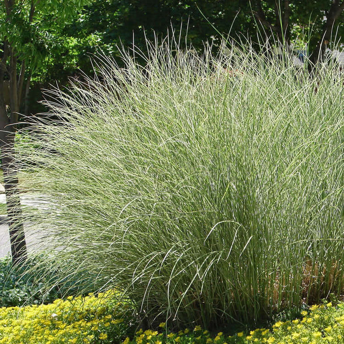 Morning Light Maiden Grass | Plants Express