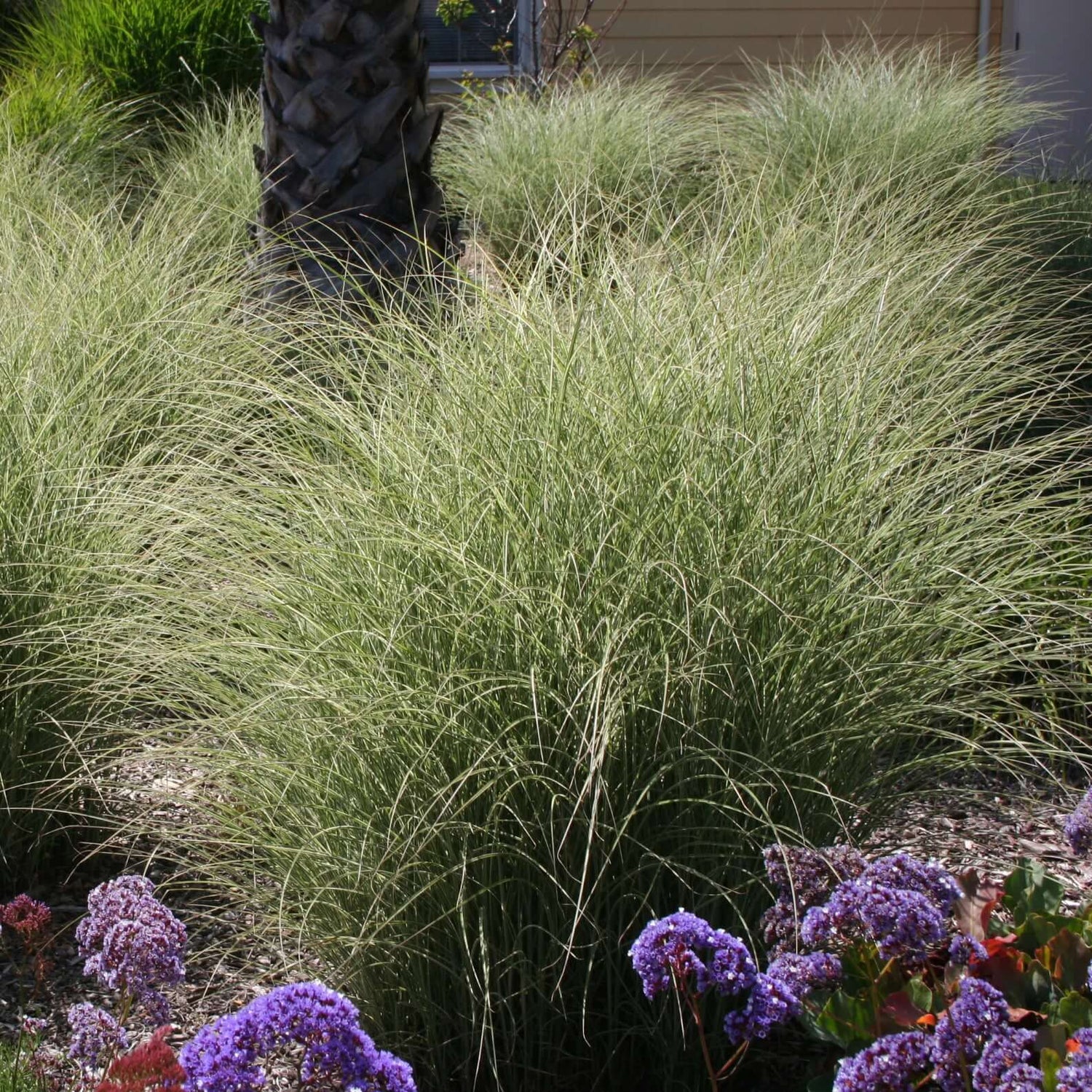 Morning Light Maiden Grass | Plants Express
