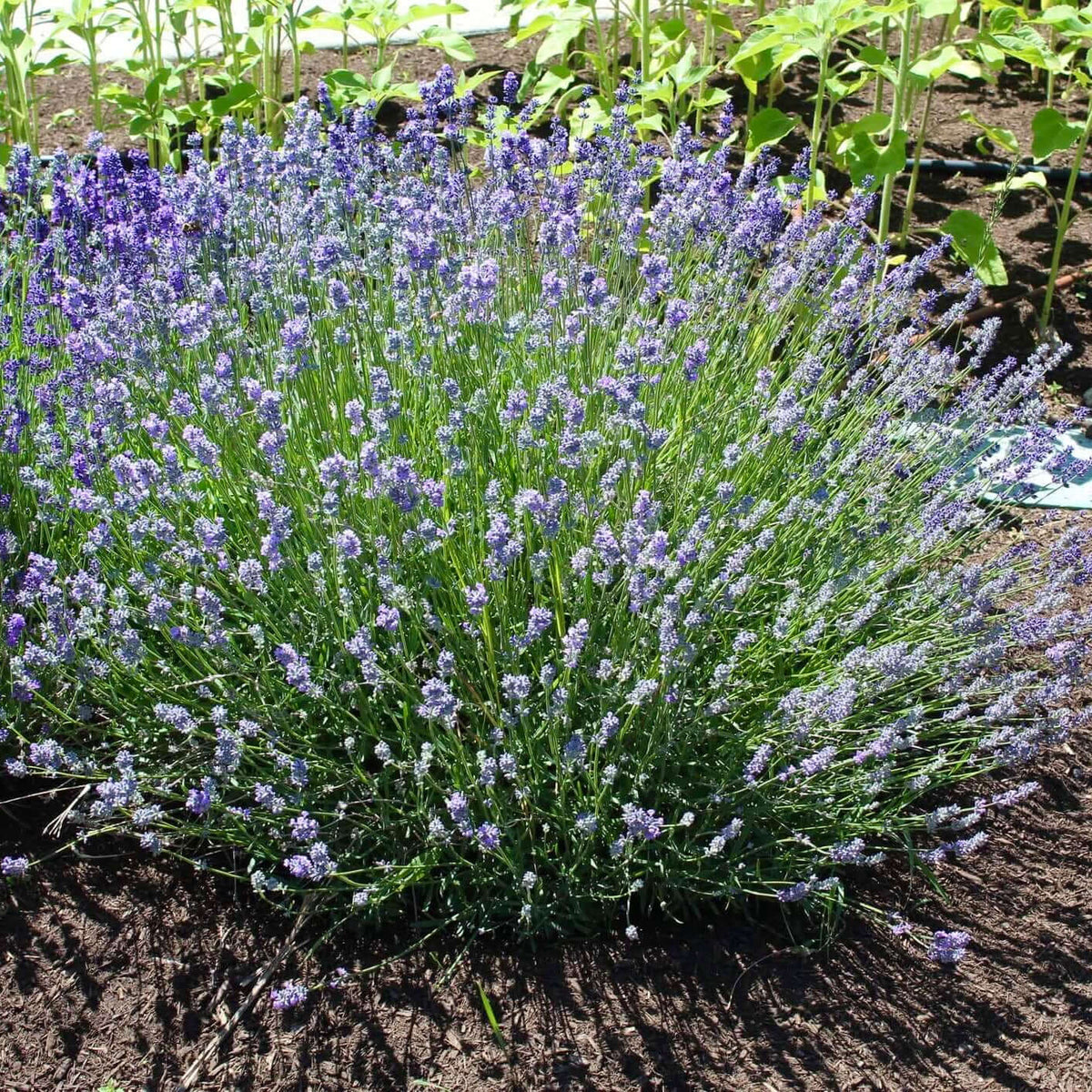 Munstead Lavender (Lavandula angustifolia 'Munstead') – Plants Express