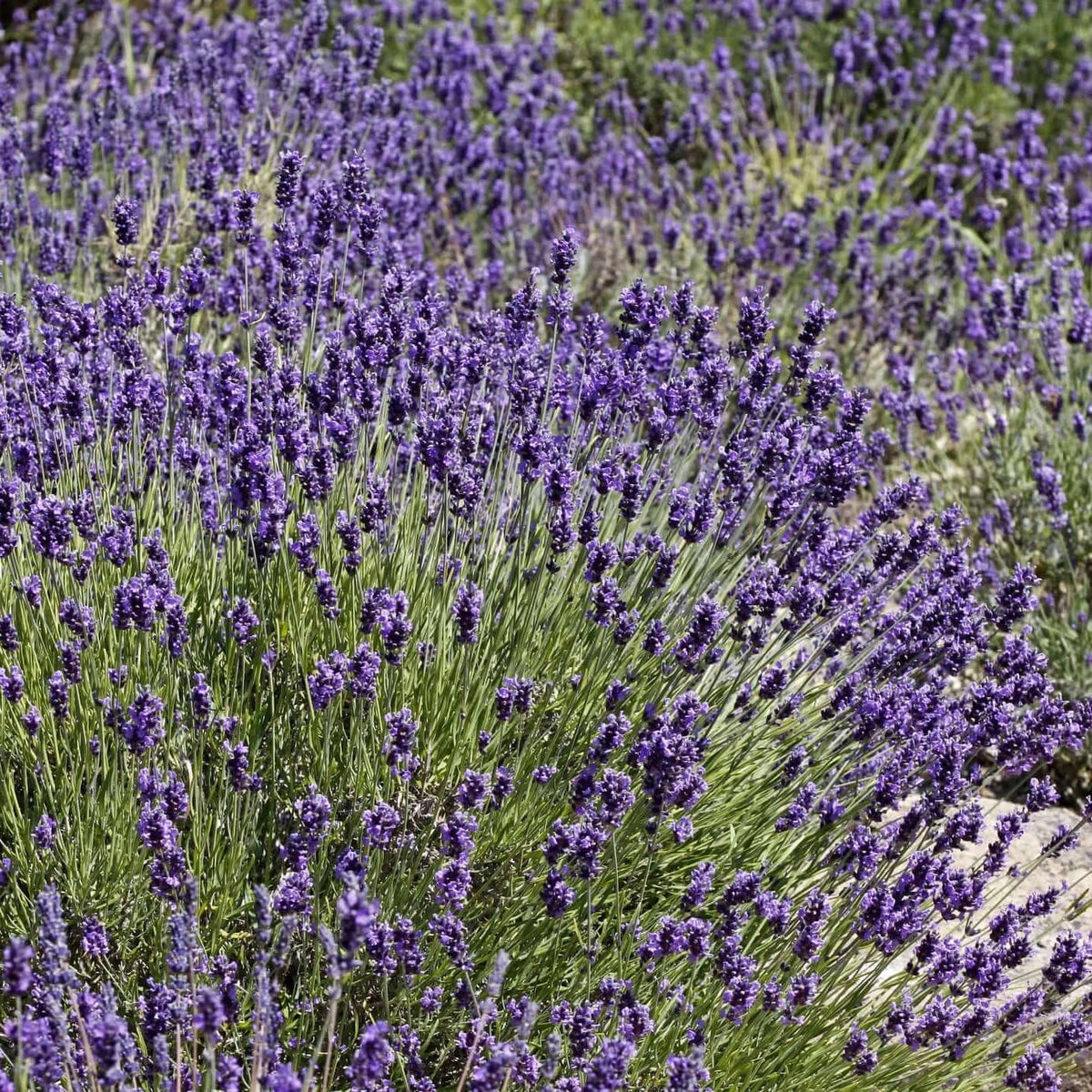 Munstead Lavender (Lavandula angustifolia 'Munstead') – Plants Express