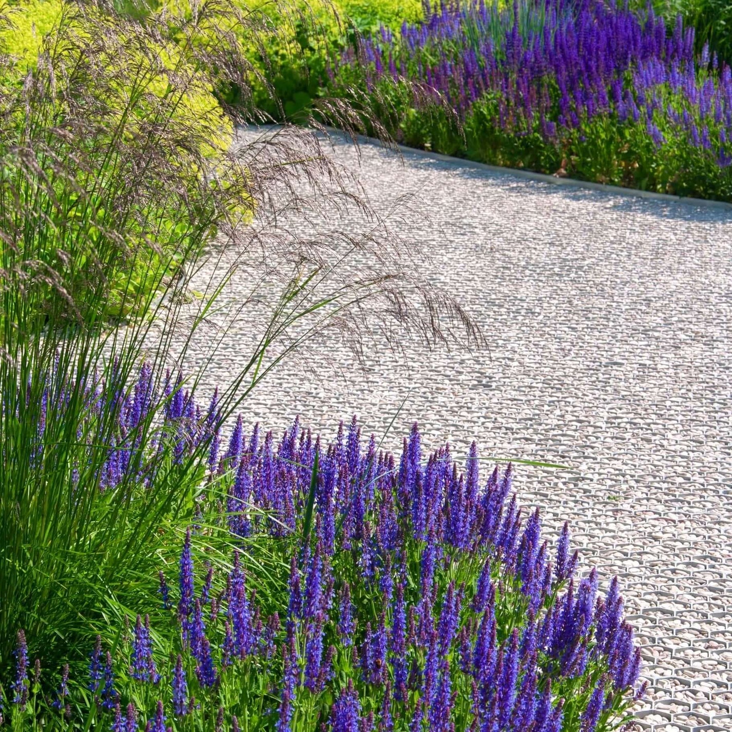 Mystic Spires Blue Salvia | Plants Express