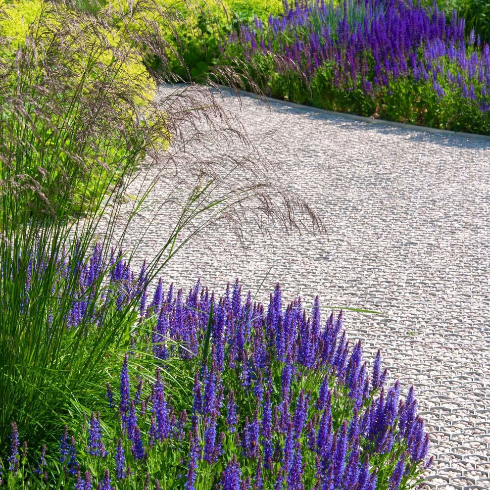 Mystic Spires Blue Salvia | Plants Express