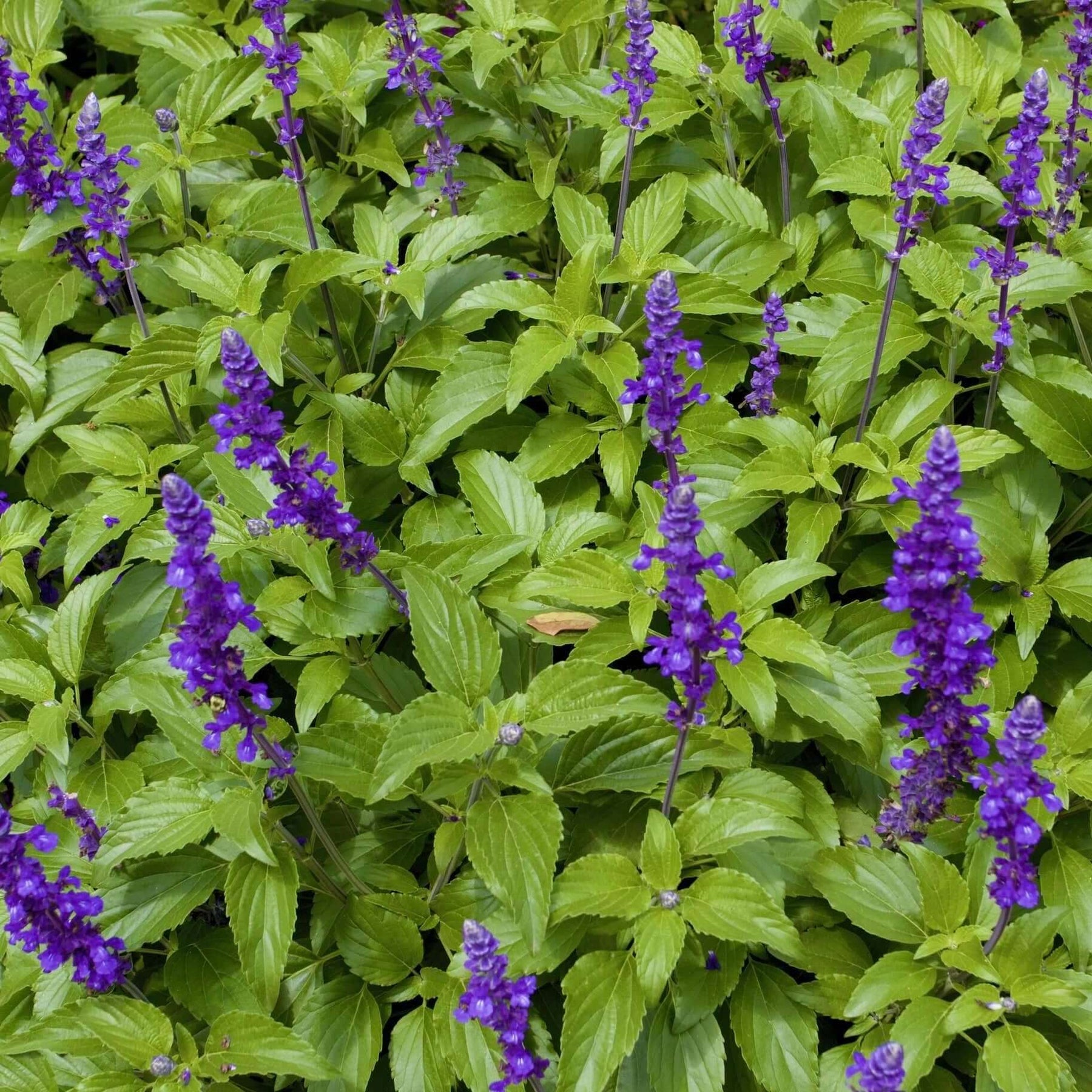 Mystic Spires Salvia – Plants Express