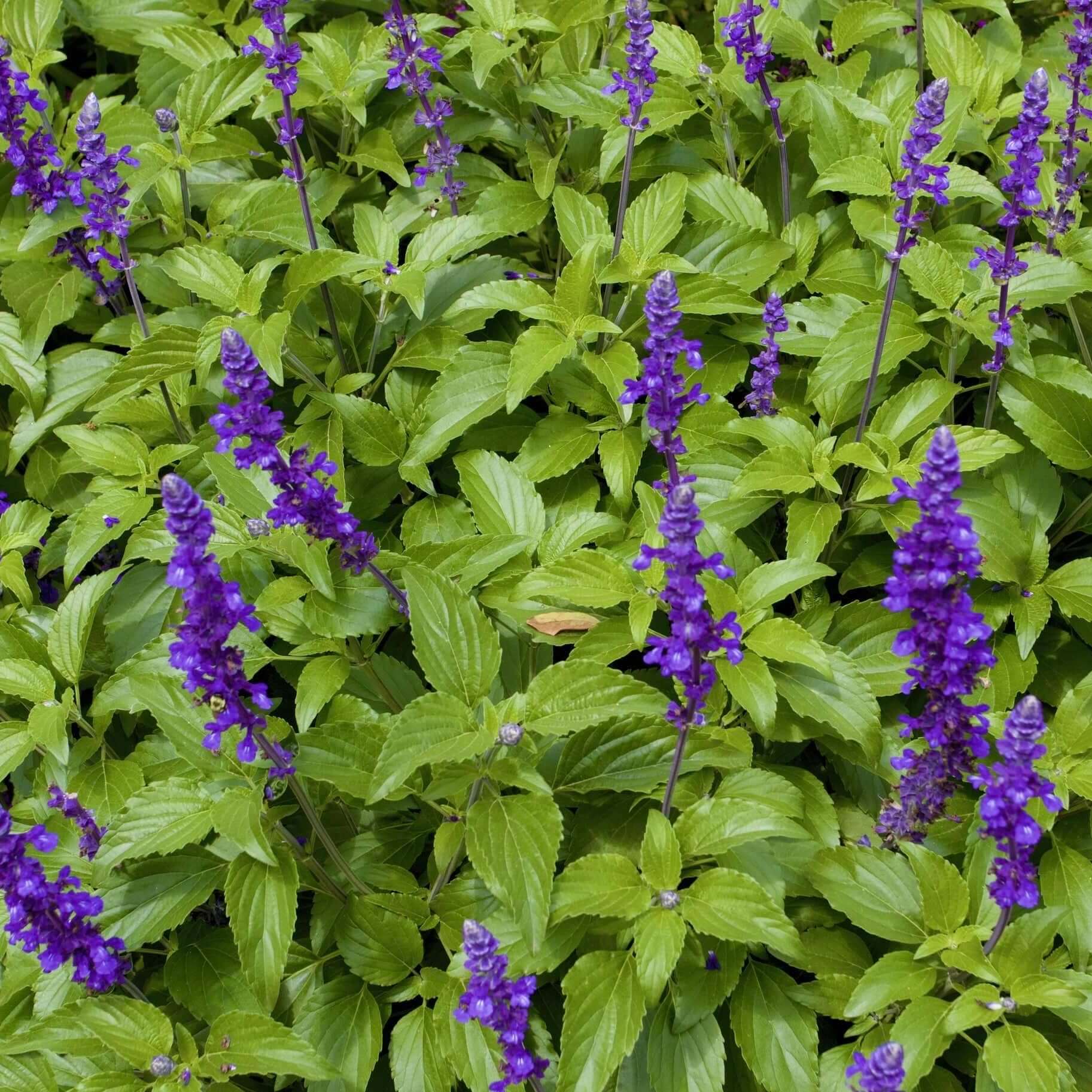 Mystic Spires Salvia – Plants Express
