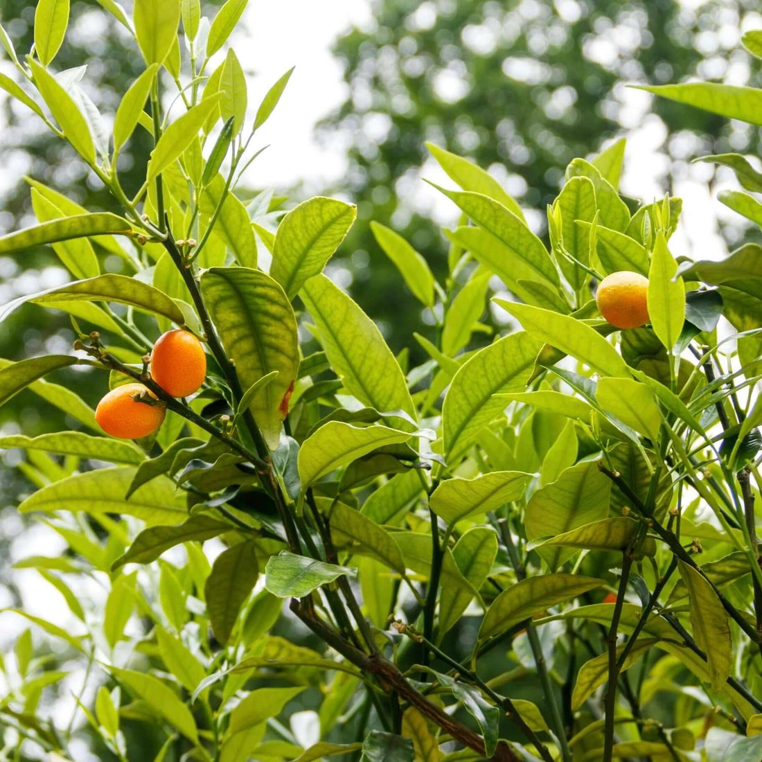 Nagami Kumquat Tree | Plants Express