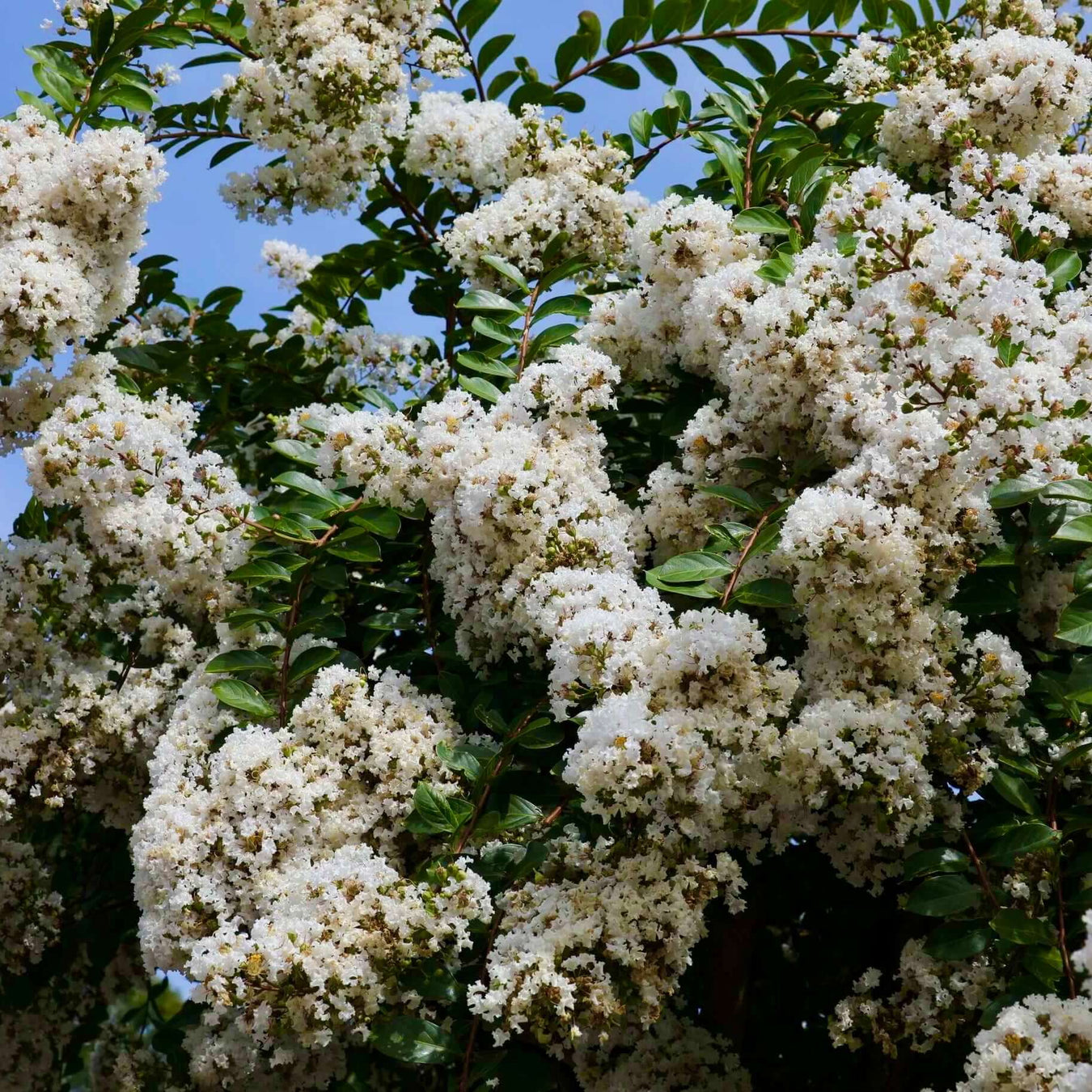 Muskogee Crape Myrtle Tree Care Guide | Plants Express