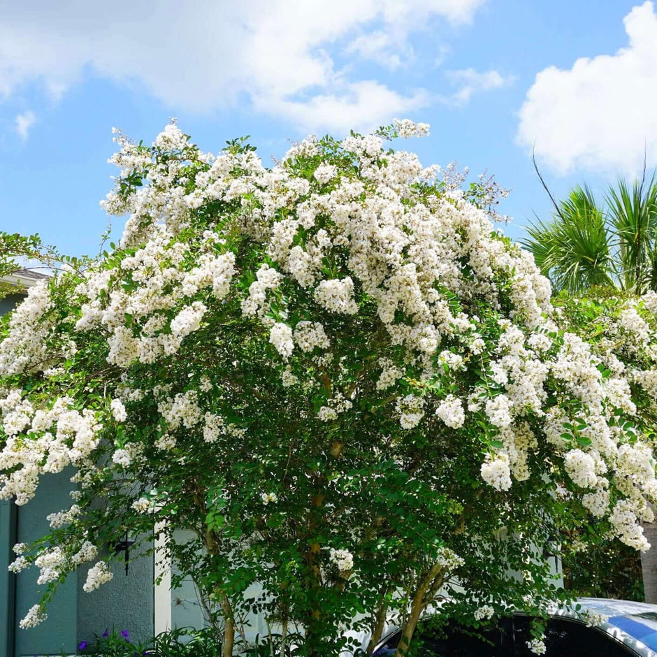 Muskogee Crape Myrtle Tree Care Guide | Plants Express