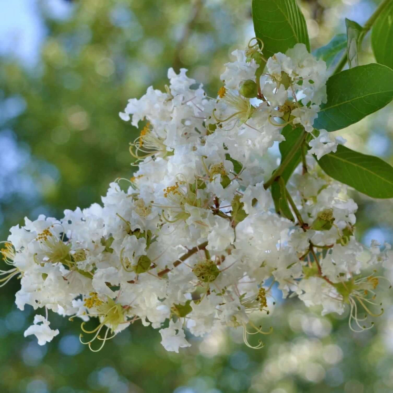 Muskogee Crape Myrtle Tree Care Guide | Plants Express