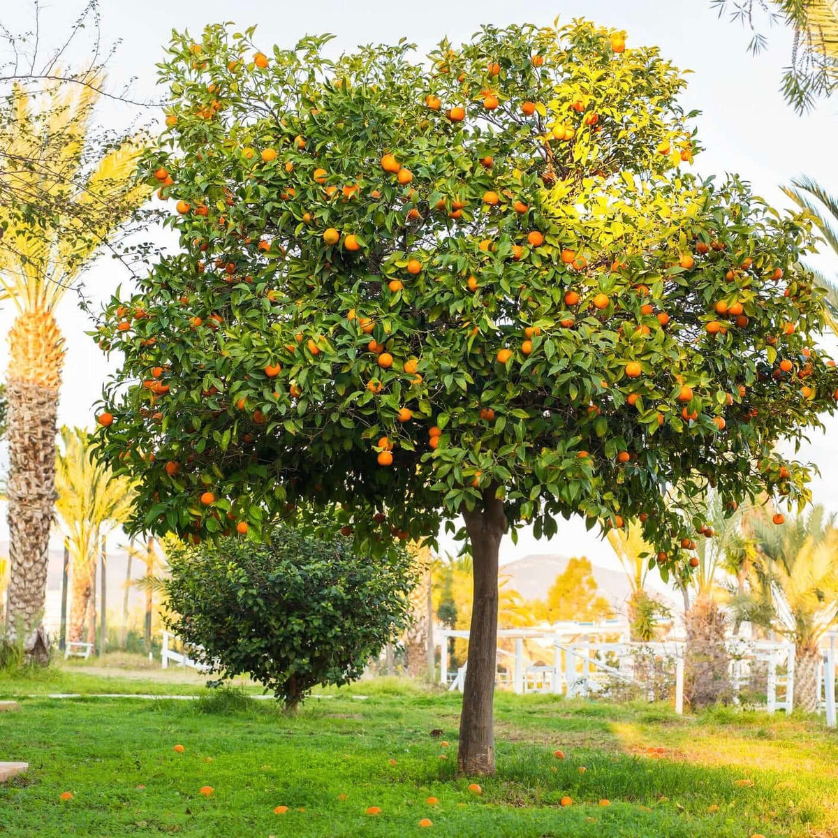 Navel Orange Tree (Citrus × sinensis 'Washington') – Plants Express