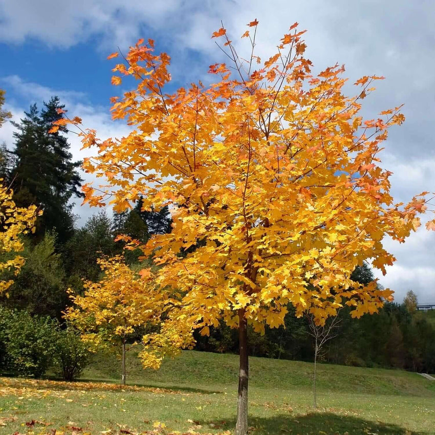 October Glory Red Maple Tree (Acer rubrum 'October Glory') – Plants Express