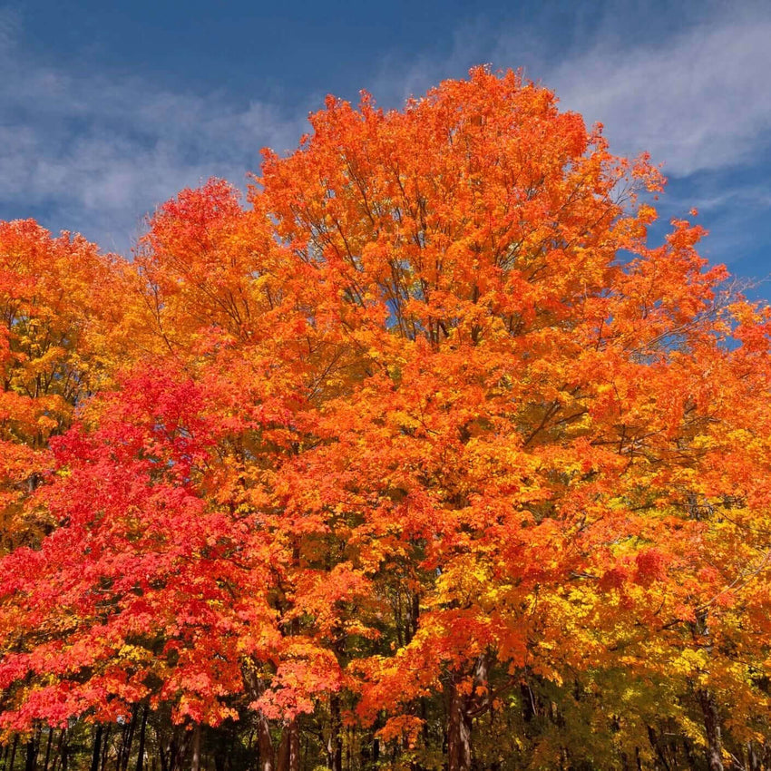 October Glory Red Maple Tree (Acer rubrum 'October Glory') – Plants Express