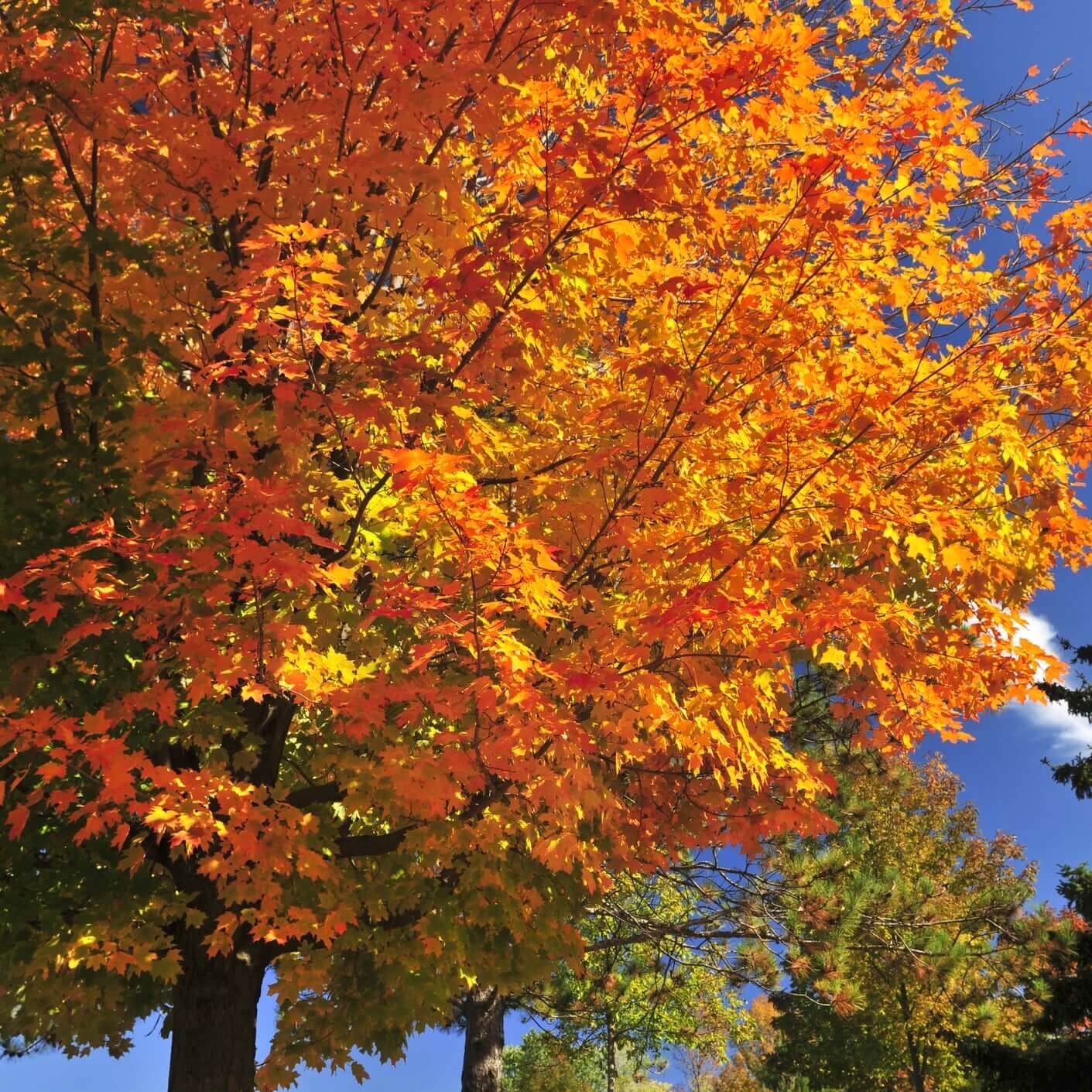 Plants Express October Glory Red Maple Plants Express October Glory Red Maple