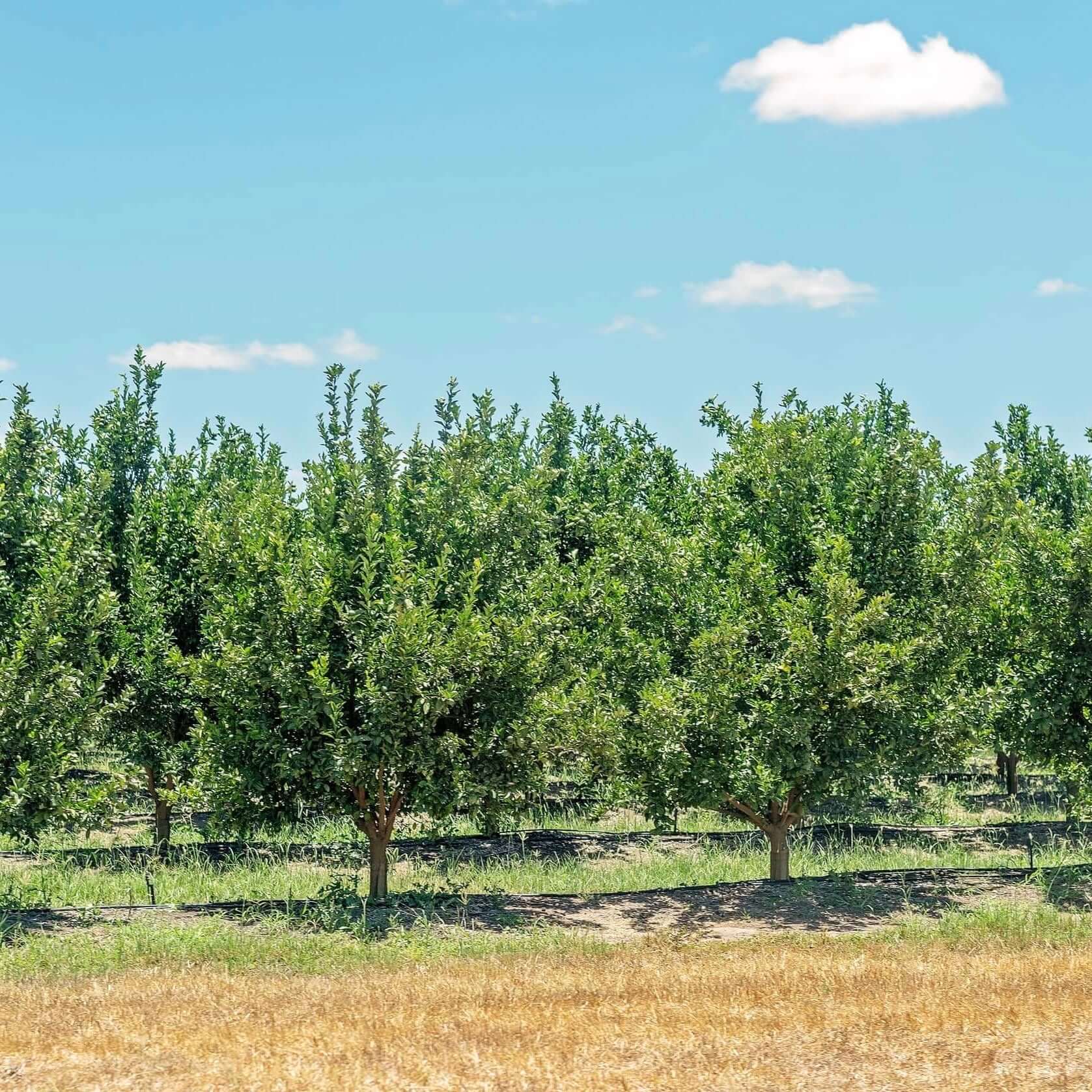Oroblanco Grapefruit Tree | Plants Express